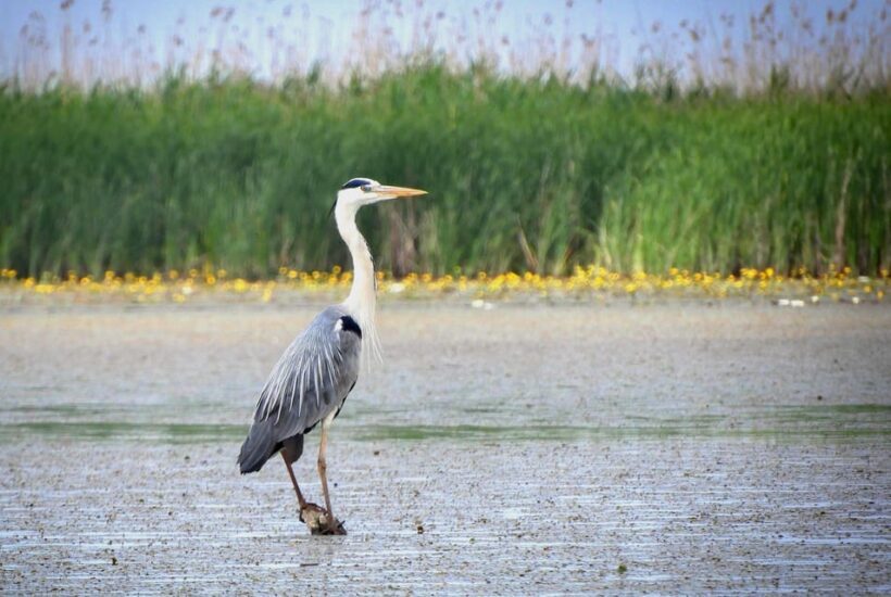 Lake Tisza: Boat trip in the Bird Paradise - Final Thoughts