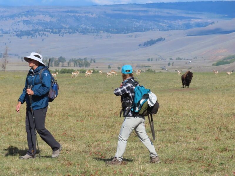 Lamar Valley: Safari Hiking Tour with Lunch - Review Highlights: Authentic Feedback