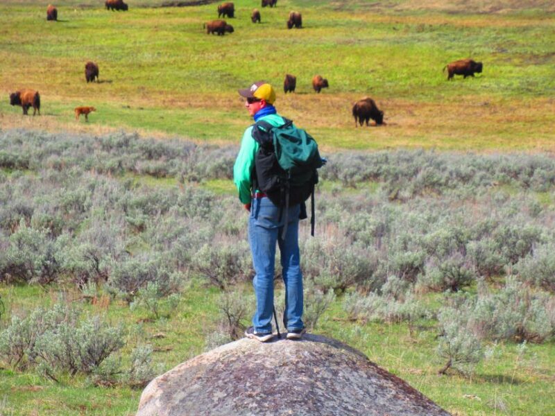 Lamar Valley: Safari Hiking Tour with Lunch - FAQ