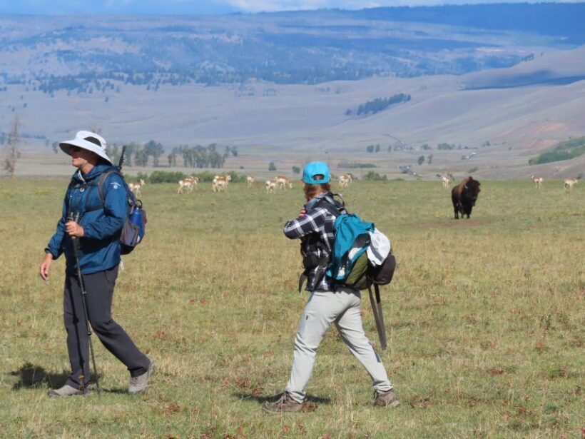 Lamar Valley: Safari Hiking Tour with Lunch - Practical Tips for Travelers