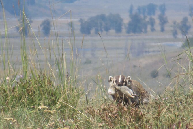 Lamar Valley Safari Hiking Tour With Lunch - Moderate Fitness Level and Duration