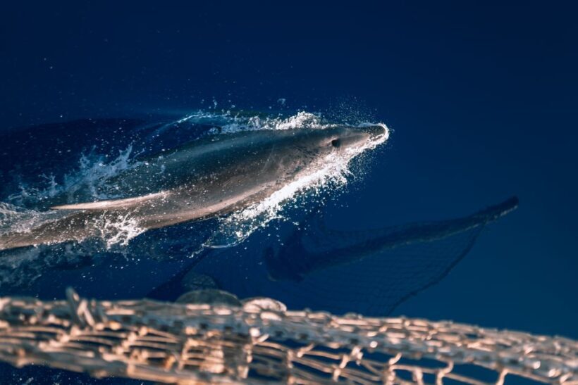 Lampedusa: Sunset Dolphin Sighting on a Pirate Ship - Who Will Enjoy This Tour?