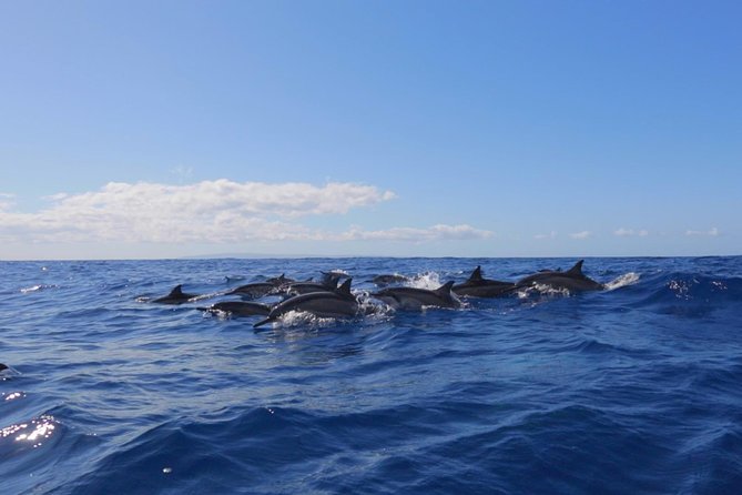 Lanai Deluxe Dolphin Adventure & 3 Snorkel Sites - Feedback and Testimonials
