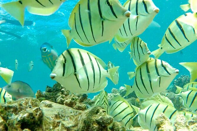 Lana'i Snorkel And Dolphin Quest with Maui Turtle Spot Tour - The Price and Overall Value