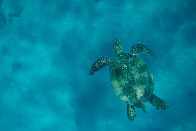 Lana'i Snorkel And Dolphin Quest with Maui Turtle Spot Tour - The Sum Up