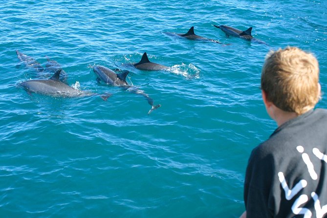 Lanai Snorkel and Dolphin Watch From Maalaea - Marine Life Encounters