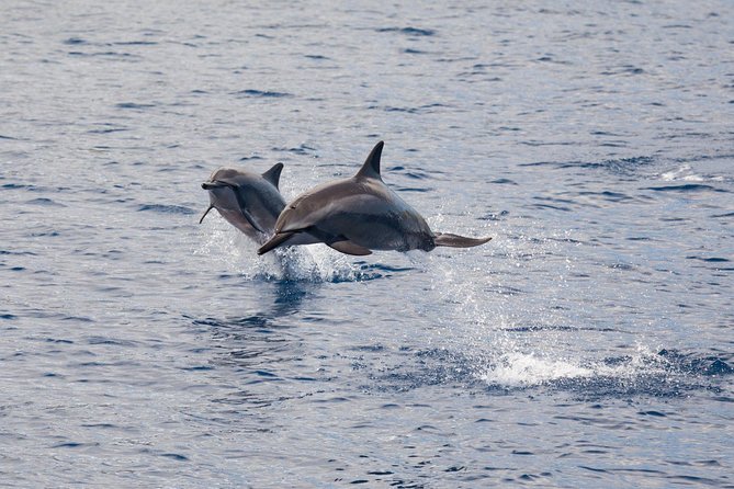 Lanai Snorkel and Dolphin Watch From Maalaea - Family-Friendly Experience