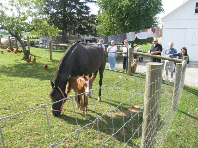 Lancaster: Amish Experience Visit-in-Person Tour of 3 Farms - A Detailed Look at the Amish Experience Tour