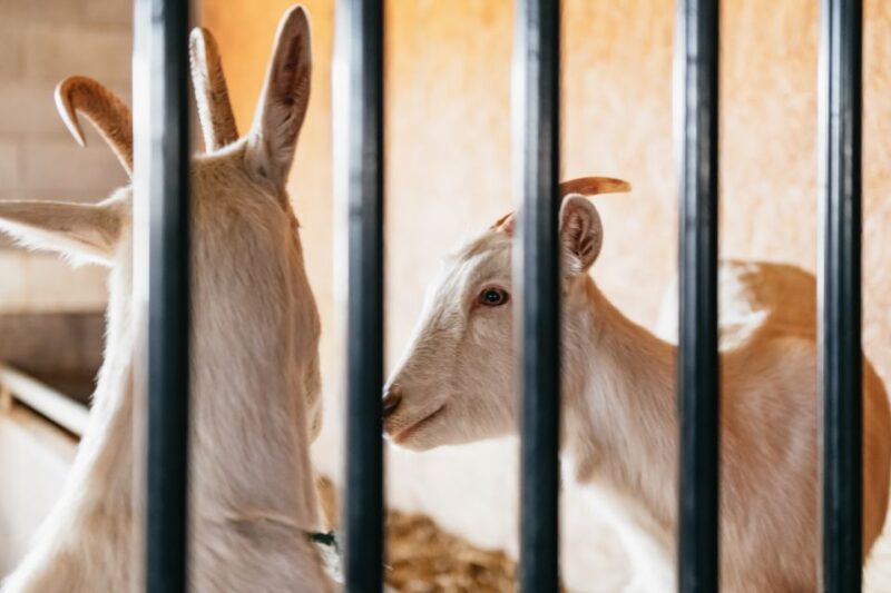 Lancaster County: Tour and Meal with an Amish Family - What Makes This Tour Special?