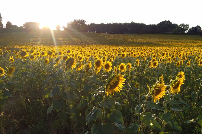 Land of painters - the origins of the Tuscan landscape - Frequently Asked Questions