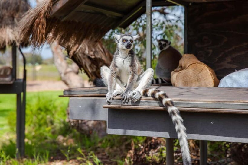 Land of the Lemurs Experience & a Day at Monarto Safari Park - A Detailed Look at the Land of the Lemurs Experience