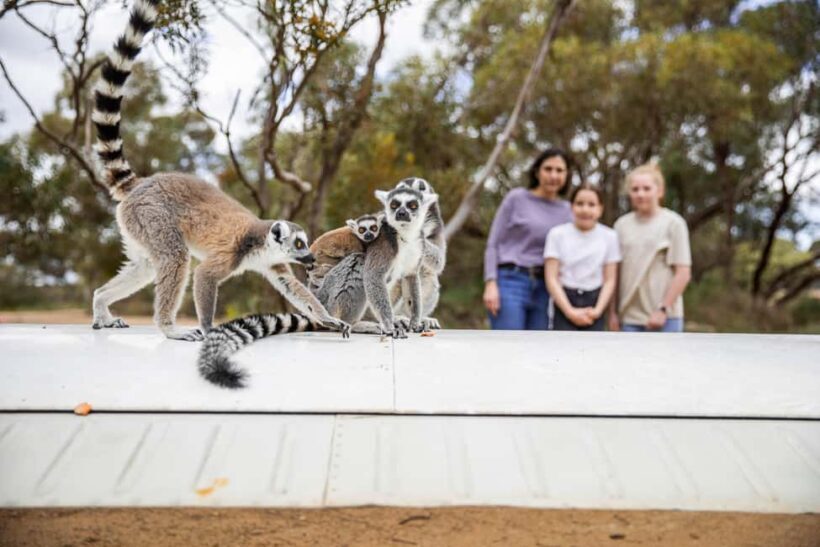 Land of the Lemurs Experience & a Day at Monarto Safari Park - Who Should Consider This Tour?