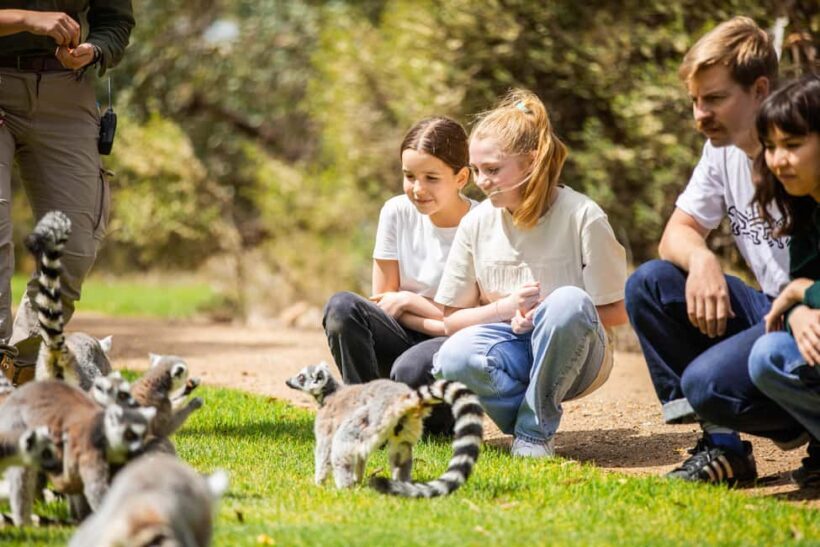 Land of the Lemurs Experience & a Day at Monarto Safari Park - FAQs