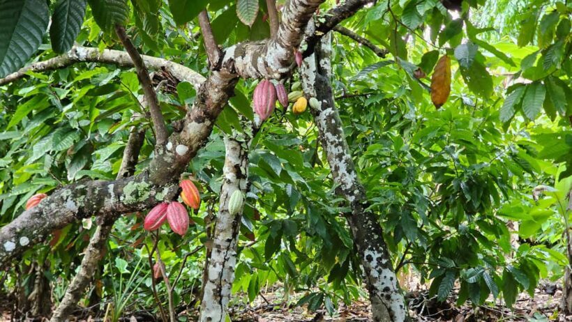 "Land & People" Individual Full Day Tour - from/to Bávaro/Punta Cana - Playa Macao: Beach Beauty and Coastal Charm