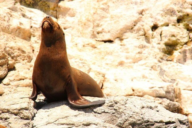 Land's End Sightseeing Boat Tour in Los Cabos - The Sum Up: Who Will Love This Tour?