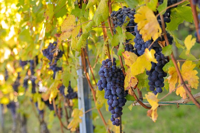 Langhe Del Barolo Private E-Bike Tour - Asphalt and Dirt Road - Key Points