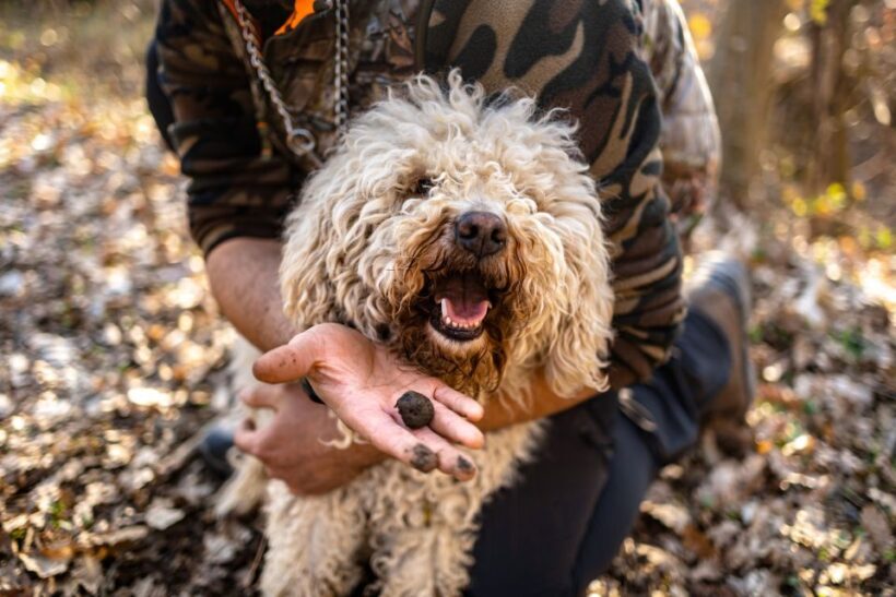 Langhe: Sunset Truffle Hunting with Tasting and Wine - A Practical Review of the Langhe Sunset Truffle Hunting with Tasting and Wine Tour