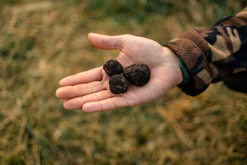 Langhe: Sunset Truffle Hunting with Tasting and Wine - What Makes This Experience Special?