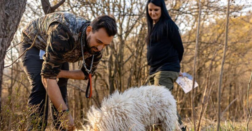 Langhe: Sunset Truffle Hunting with Tasting and Wine - Final Thoughts: Is It Worth It?