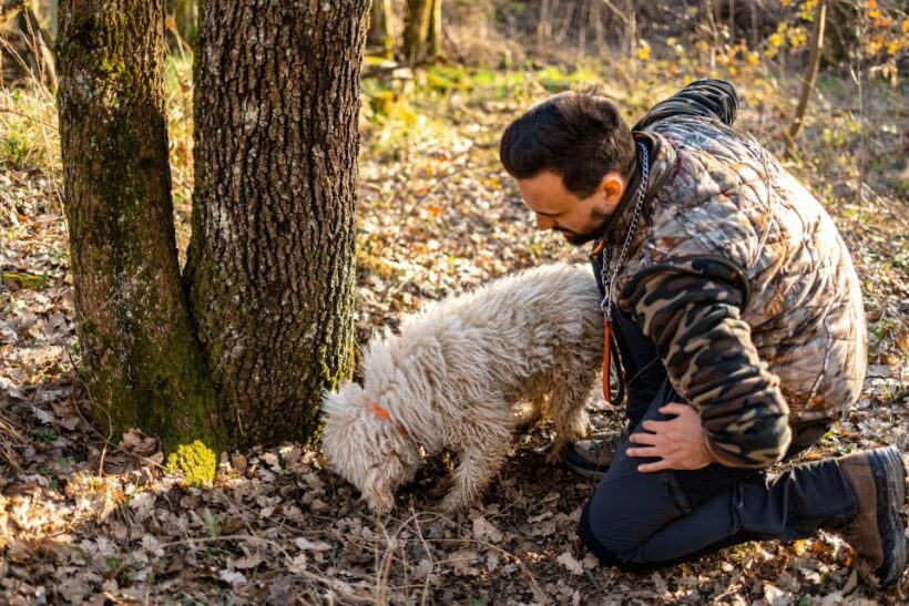 Langhe: Sunset Truffle Hunting with Tasting and Wine - FAQ