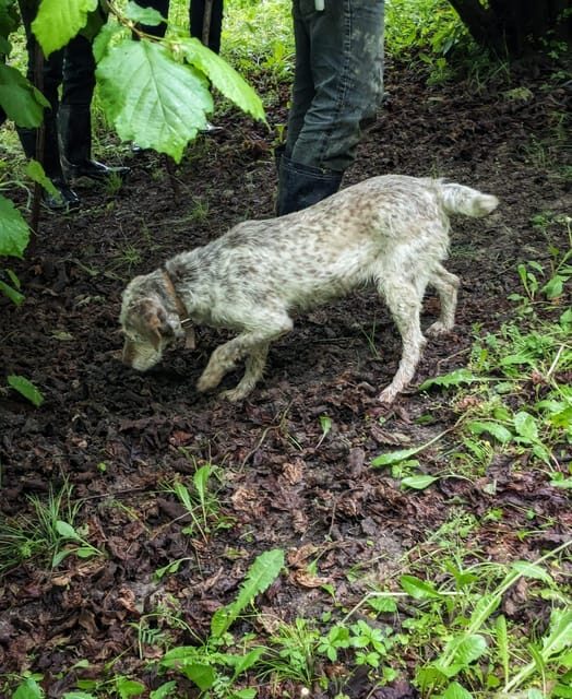 Langhe: Truffle Hunt and Wine-Tasting in a Cellar - A Deep Dive into the Langhe Truffle Hunt and Wine Experience
