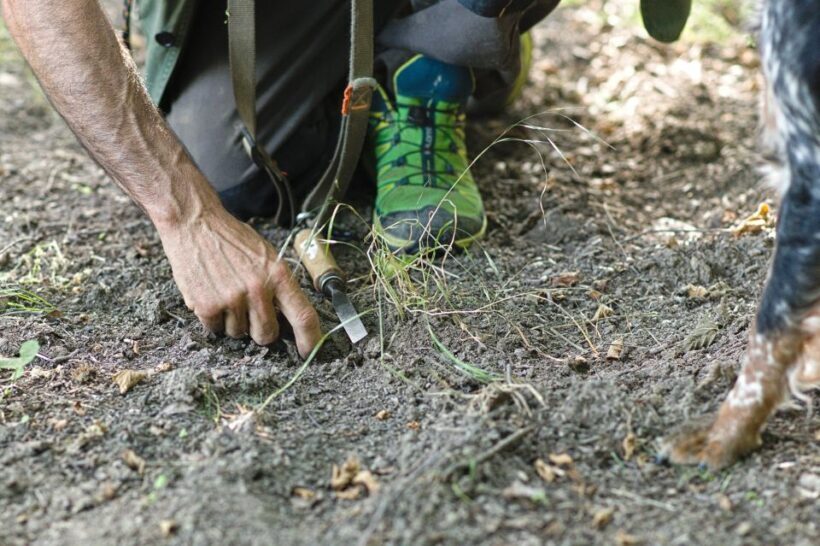 Langhe: Truffle Hunting Experience - What Makes This Tour Stand Out?