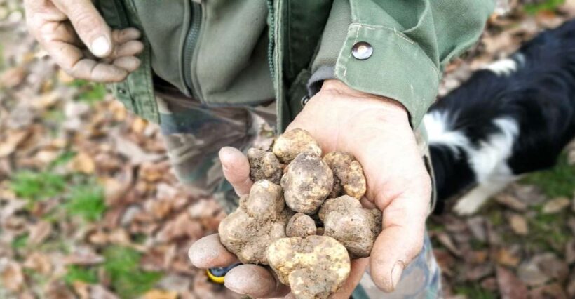 Langhe: Truffle Hunting Experience - Practical Tips for Travelers