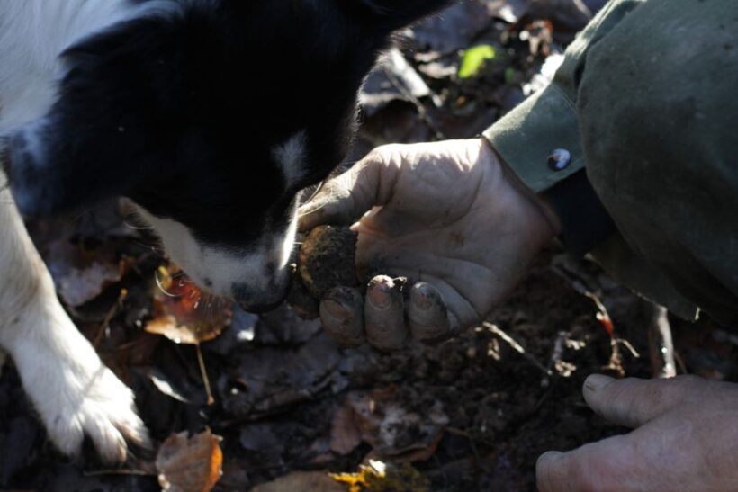 Langhe: Truffle Hunting Experience - Who Should Consider This Experience?