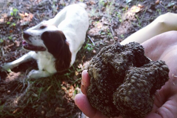 Langhe Truffle Hunting Experience - Customer Experiences and Feedback