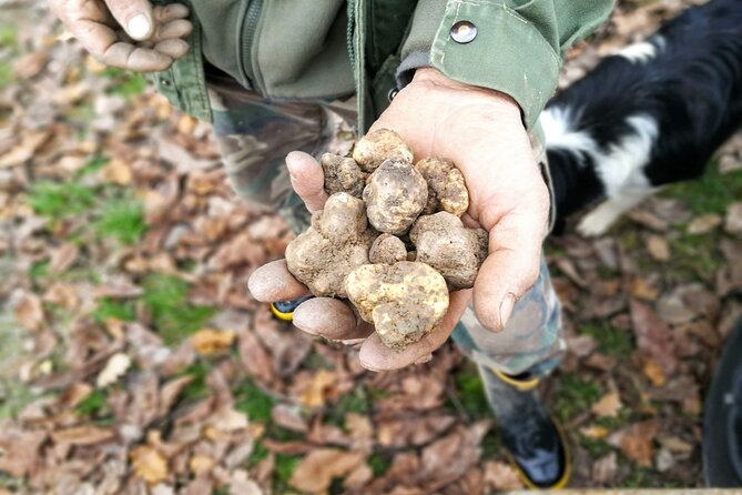 Langhe Truffle Hunting Experience - Additional Activities and Options