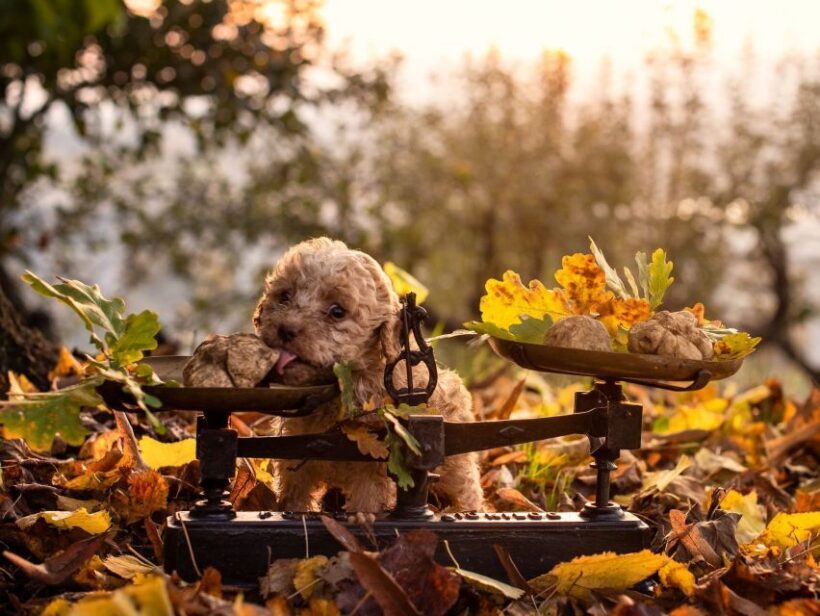 Langhe: Truffle Hunting Tour - What’s Included and What’s Not?