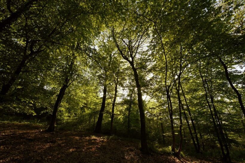 Langhe: Truffle Hunting Tour - The Sum Up: Who Is This Tour Perfect For?