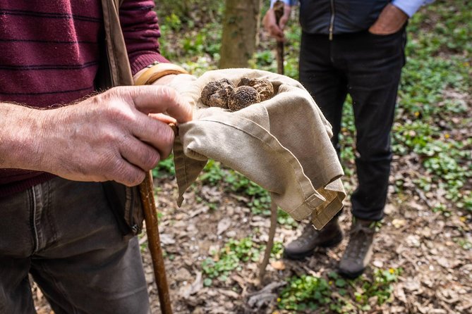 Langhe Wine Tour and Tasting - One Day With a Somm - Truffle Hunting and Culinary Experiences