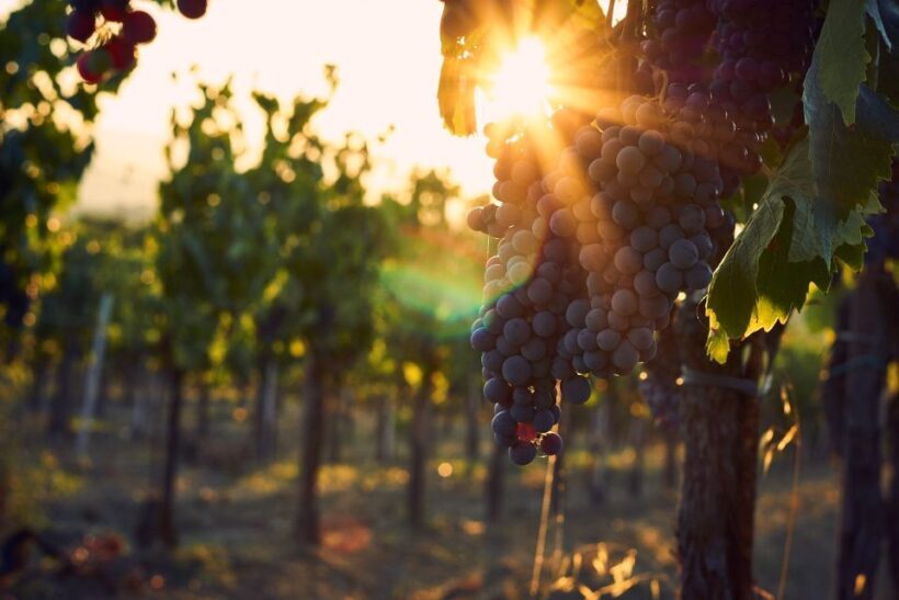 Langhe: Winery Tour and Wine Tasting - Key Points