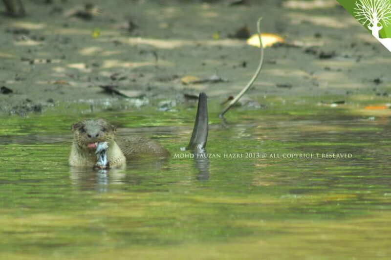 Langkawi: 6-Hour Kilim Mangrove Boat Tour w/ Lunch & Pickup - Why This Tour Works for Travelers