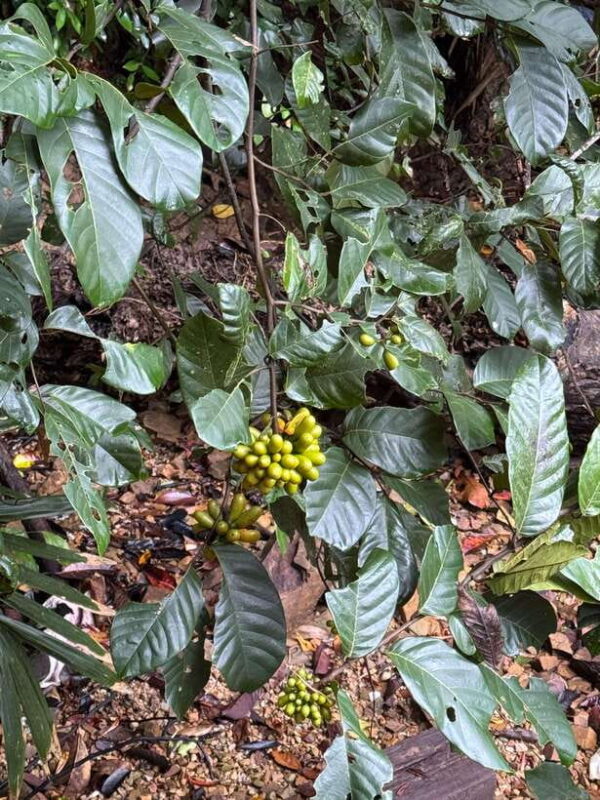 Langkawi: Cycling Through The Nature and Culture - Final Thoughts: Is It Worth It?