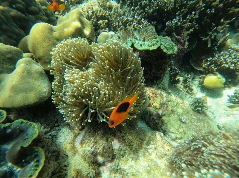 Langkawi: Dangli Island Snorkel and Swim Speedboat Tour - Who’s This Tour Best For?