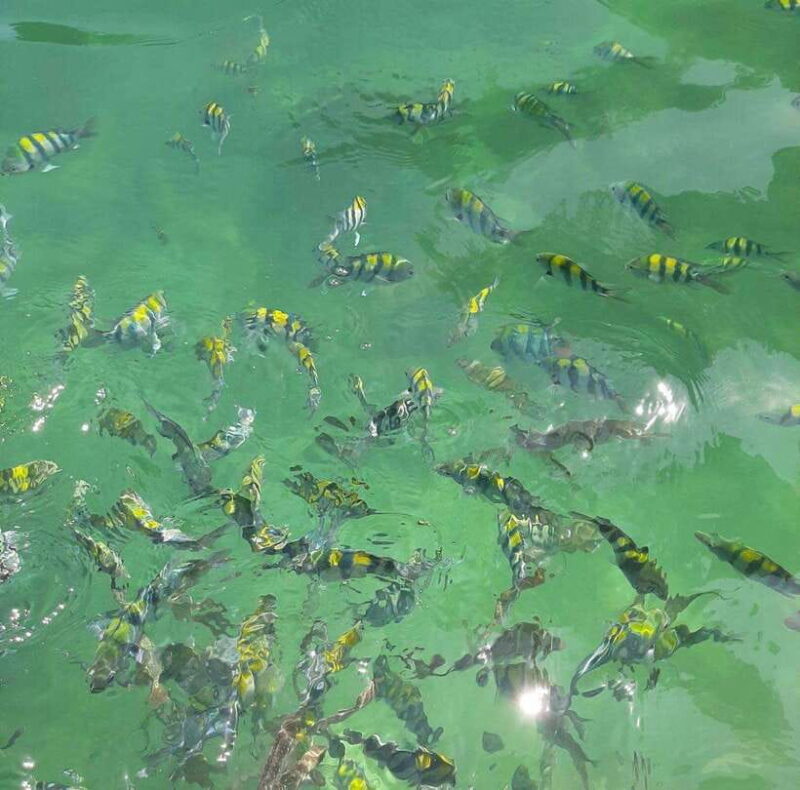 Langkawi: Dangli Island Snorkel and Swim Speedboat Tour - Frequently Asked Questions