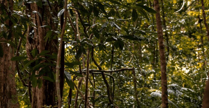 Langkawi: Dream Forest Langkawi Standard Admission Ticket - Final Thoughts