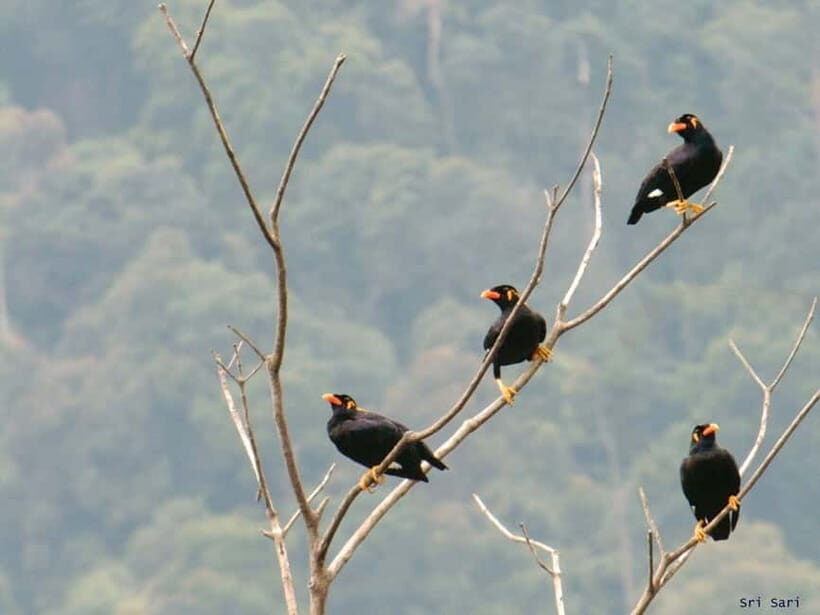 Langkawi: Half Day Birdwatching Tour - An Honest Look at the Langkawi Birdwatching Experience