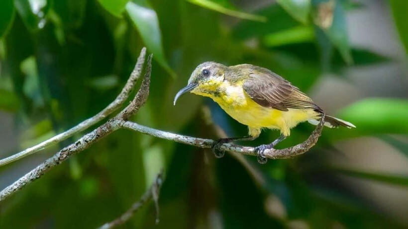 Langkawi: Half Day Birdwatching Tour - Visualizing the Journey