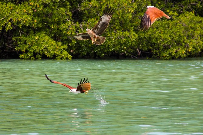 Langkawi Half Day Mangrove Tour - Sharing Basis - Frequently Asked Questions