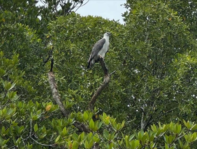 Langkawi: Kilim Geoforest River Cruise with Local Food Tour - A Taster of Local Life at Kuah’s Night Market