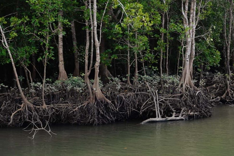 Langkawi: Kilim Geopark Mangrove Tour with Eagle Watching - A Practical Look at the Kilim Geopark Mangrove Tour