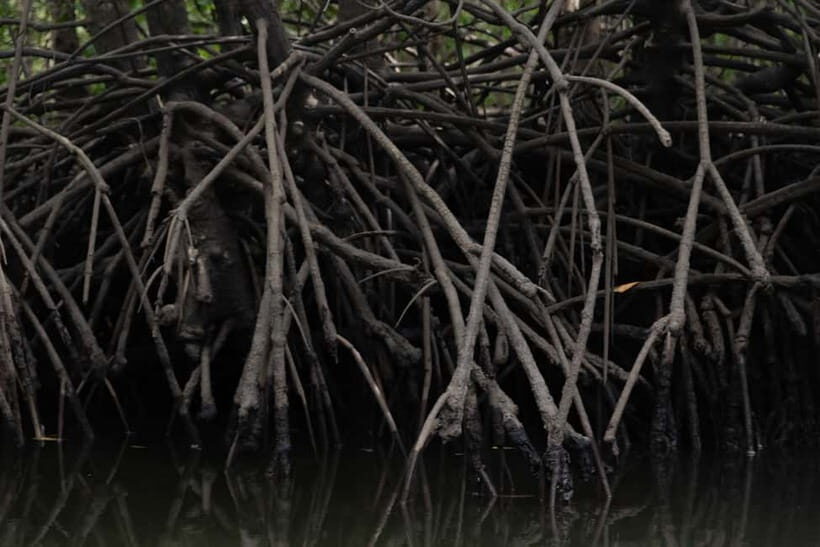 Langkawi: Kilim Geopark Mangrove Tour with Eagle Watching - FAQs