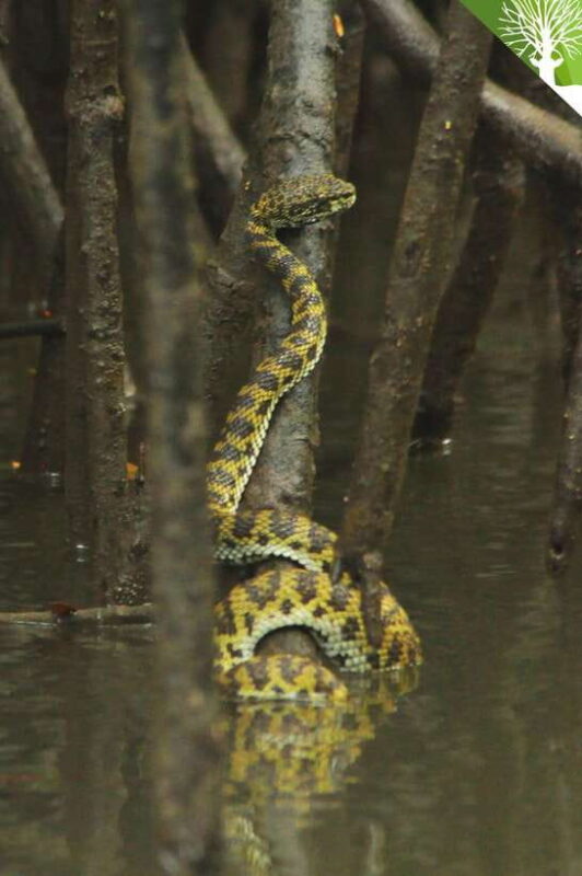 Langkawi: Kilim River Mangrove Safari Kayaking Tour - An Authentic Eco-Adventure in Langkawi