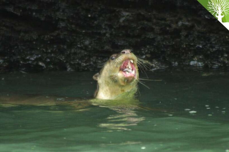 Langkawi: Kilim River Mangrove Safari Kayaking Tour - The Sum Up