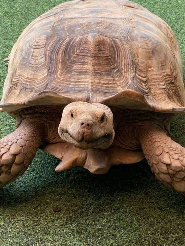 Langkawi Land-Tour (private) - 6 hour included Mangrovetour - Exploring Langkawi: A Practical Review of the Private 6-Hour Land Tour with Mangrove Visit