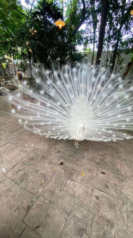 Langkawi Land-Tour (private) - 6 hour included Mangrovetour - How the Tour Works in Practice