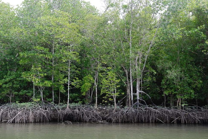 Langkawi Mangrove Boat River Cruise and Private Beach Tour - Key Points